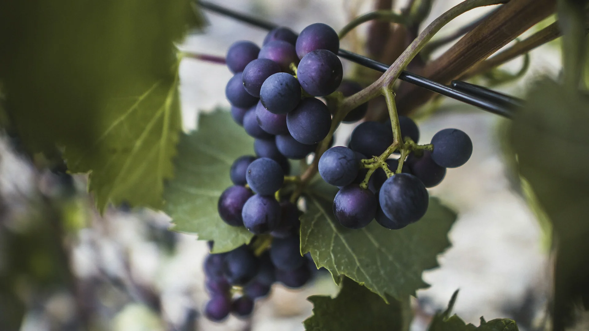 Discover Clairette: Everything You Need to Know About this Grape Varietal